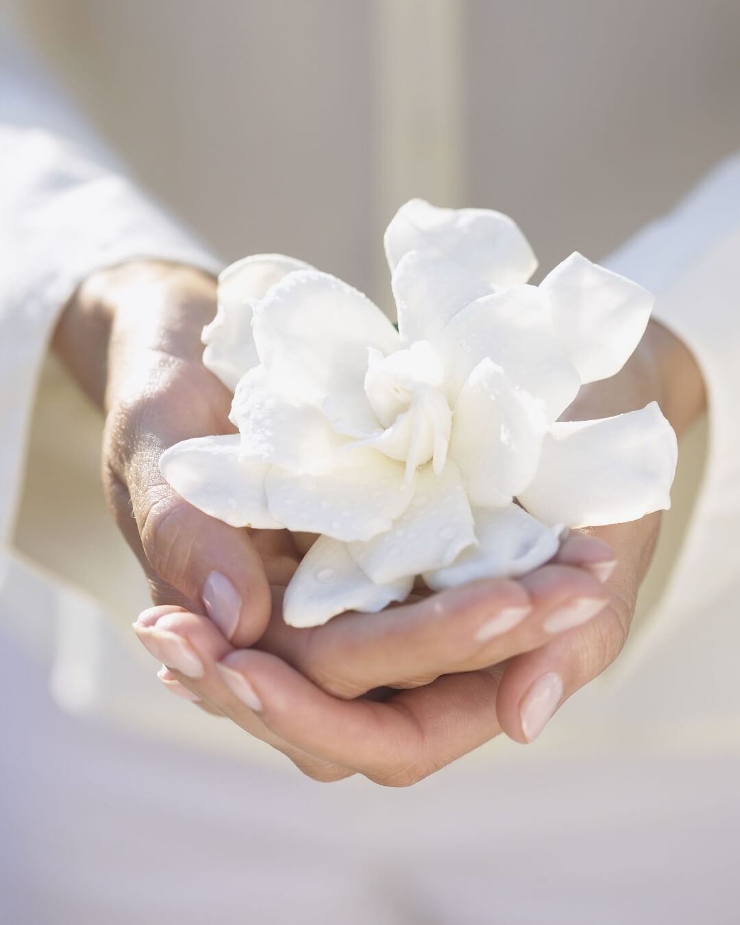 Gardenia: the symbolism and fragrance of a feminine flower | Alchimia